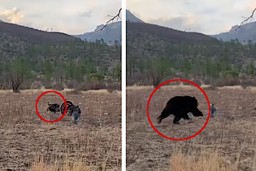 Watch This Turkey Explode from 5 Yards Away - Wide Open Spaces