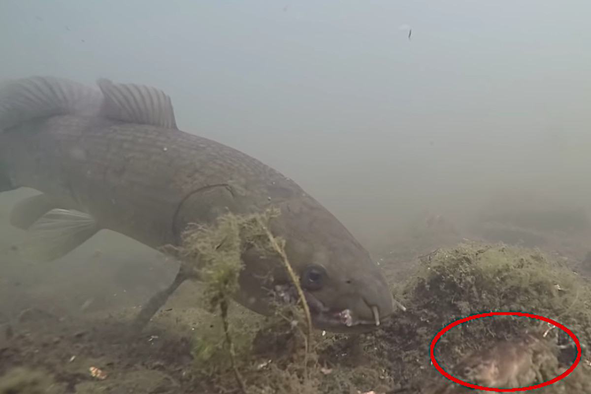 Bowfin Attack on Angler's Crayfish Bait is Lightning-Quick