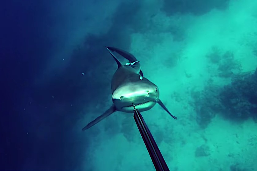 Shark Eats Snake Lure and Keeps Right on Snacking