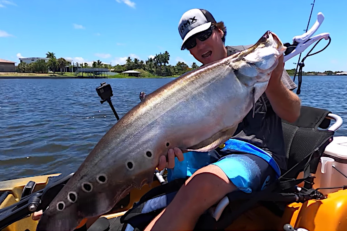 The Clown Knifefish is One of the Weirder Invasive Fish in Florida