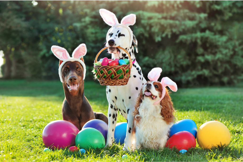 How to Host an Easter an Egg Hunt for Dogs - Dog Easter Egg Hunt