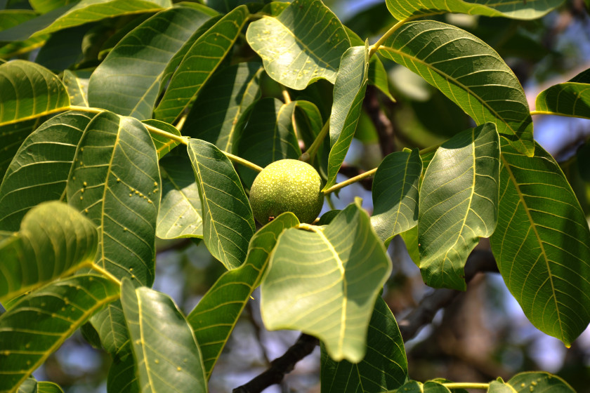 Most Common and Popular Edible Plants Found in Texas