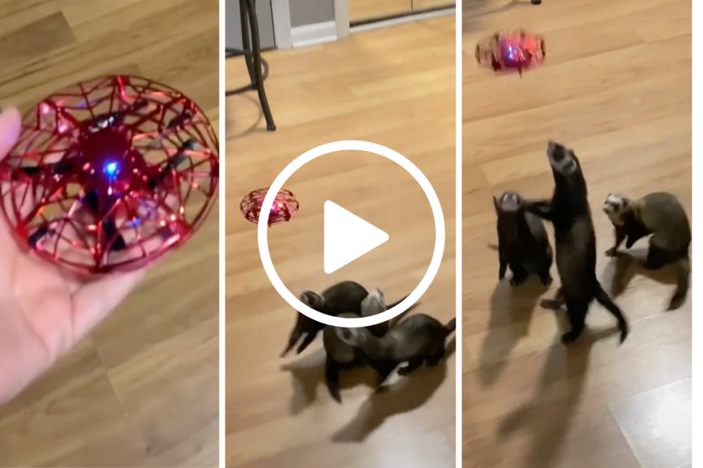 Watch These Ferrets Chase a Flying Drone in the Funniest Video