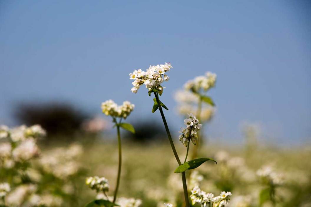 Buckwheat Food Plots Planning and Planting Tips