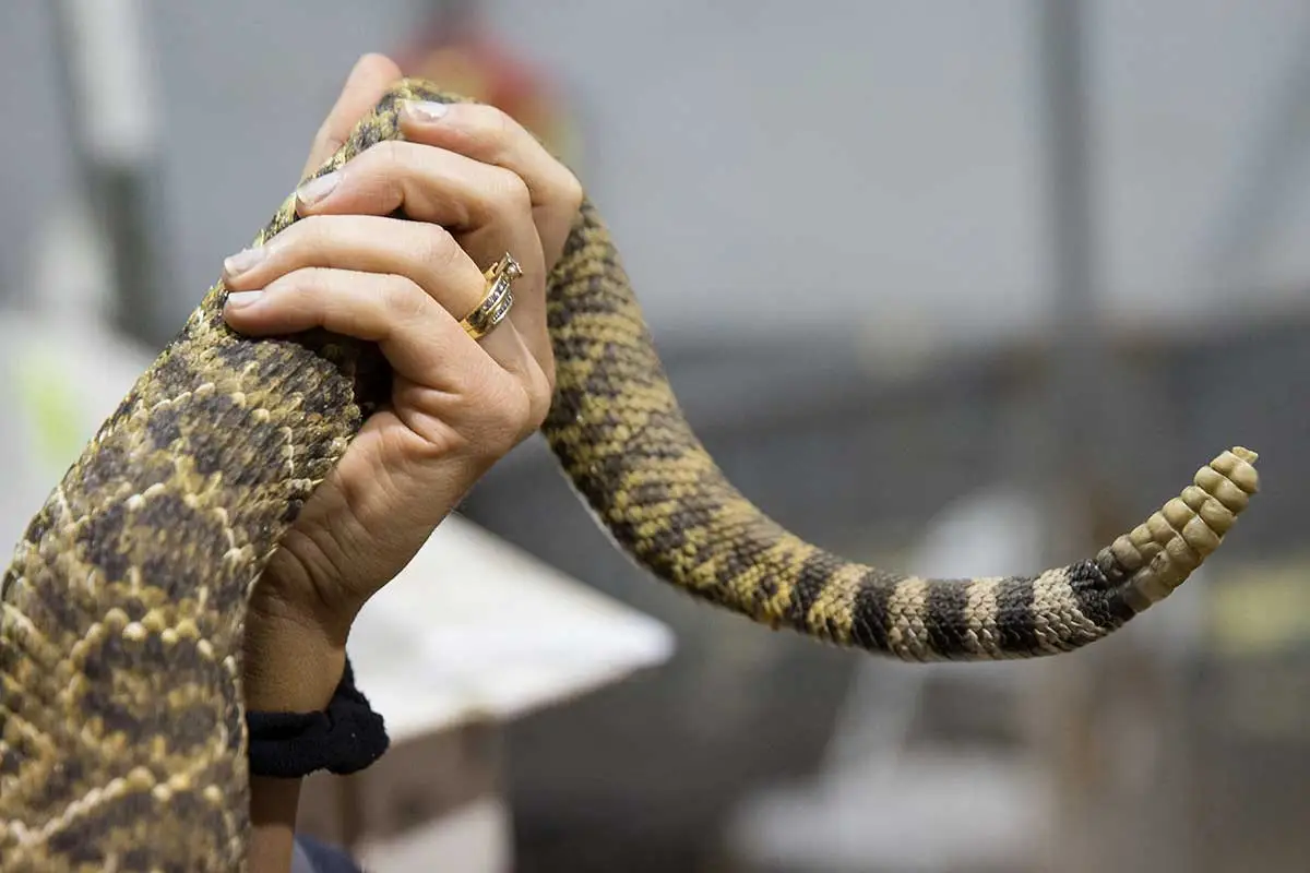 Texas Rattlesnake Chili Recipe - Wide Open Spaces