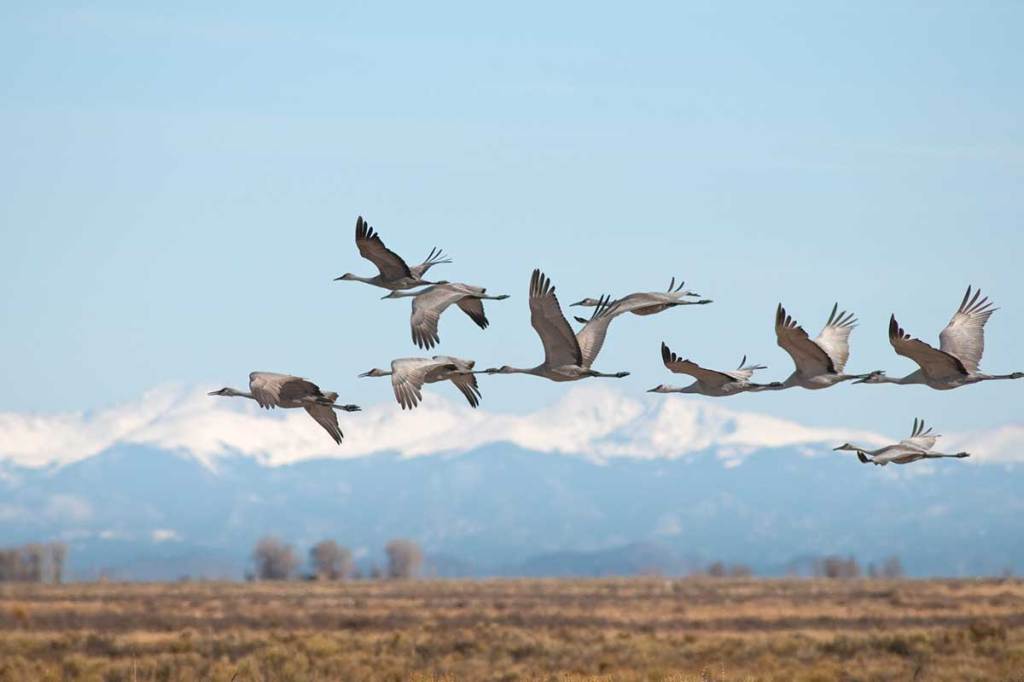 Sandhill Crane Hunting: Every State With a Season
