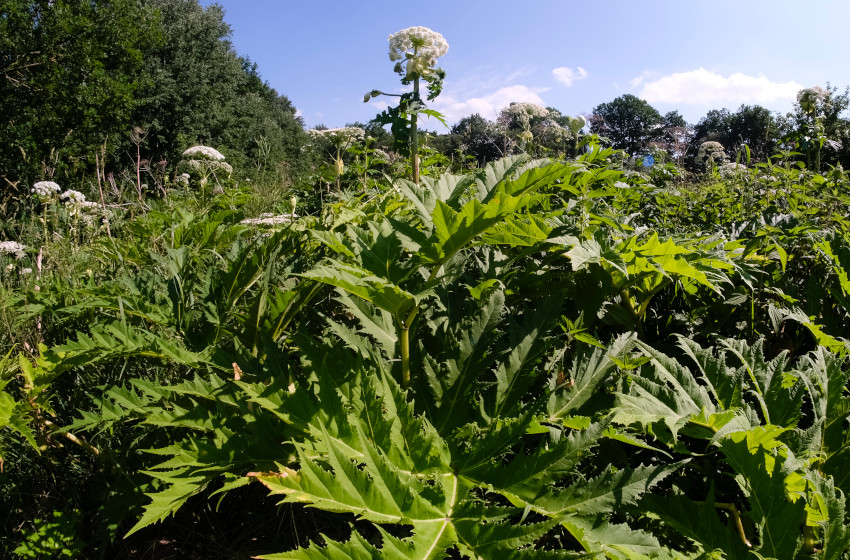 Giant Hogweed: How to Identify and Avoid the Invasive Plant