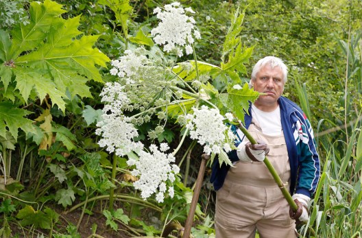 Giant Hogweed: How to Identify and Avoid the Invasive Plant