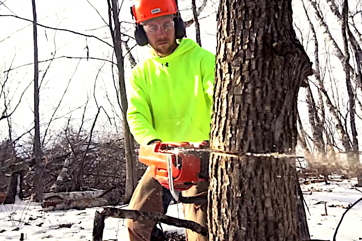 How Hinge Cutting for Deer Can Turn Your Property Into a Big Buck Sanctuary
