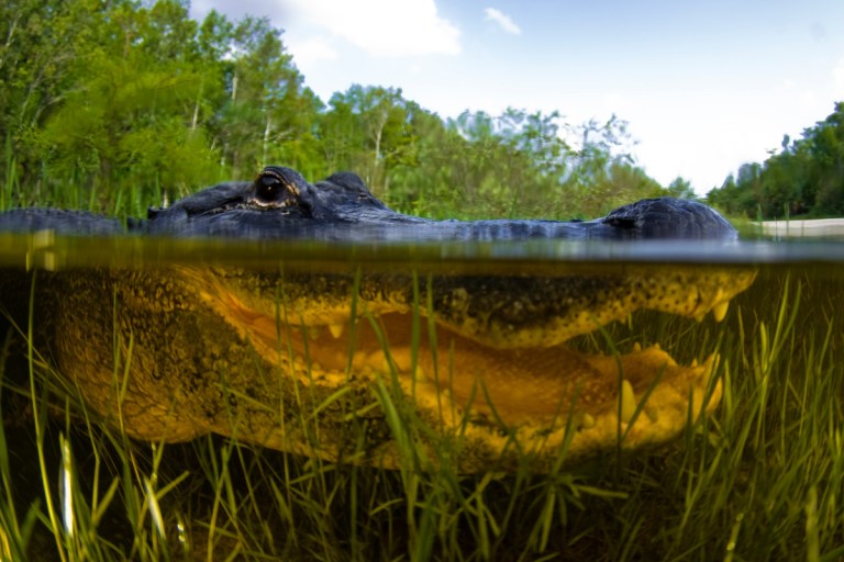 Florida Alligator Aggressively Goes After Fisherman - Wide Open Spaces