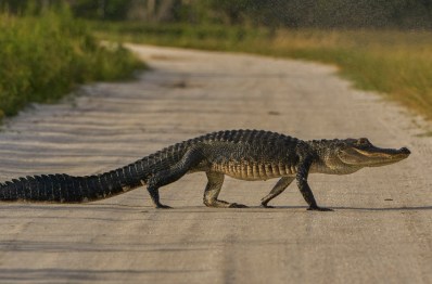 How to Survive an Alligator Attack: Escaping America's Largest Reptile