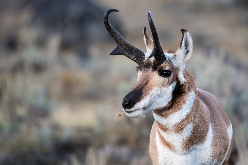 Pronghorn Antelope Conservation Helped This Species Recover