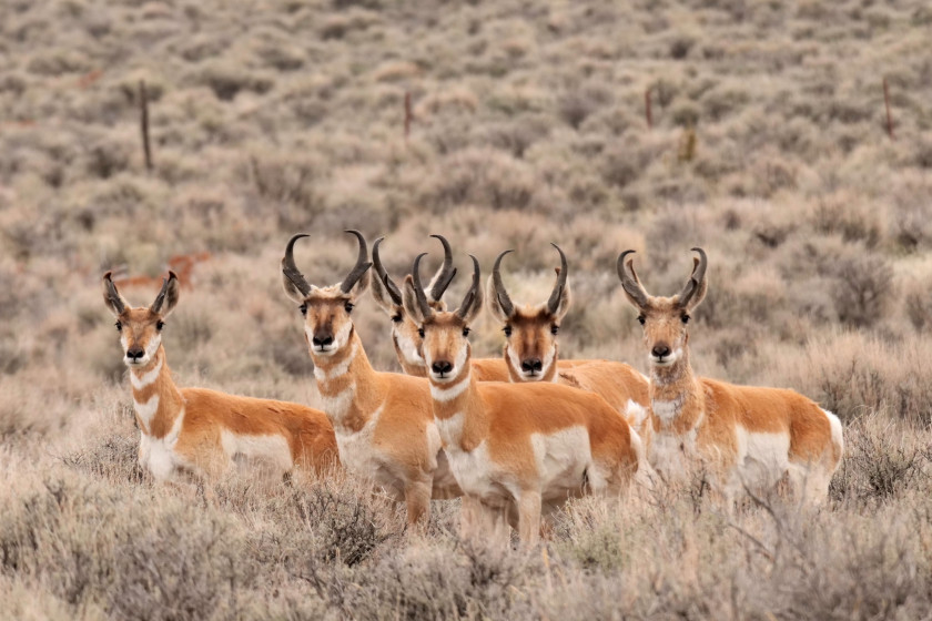 6 Best Pronghorn Antelope Hunting States - Wide Open Spaces