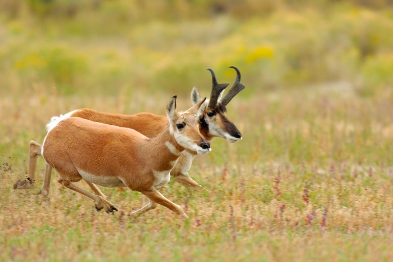 Pronghorn Antelope Conservation Helped This Species Recover