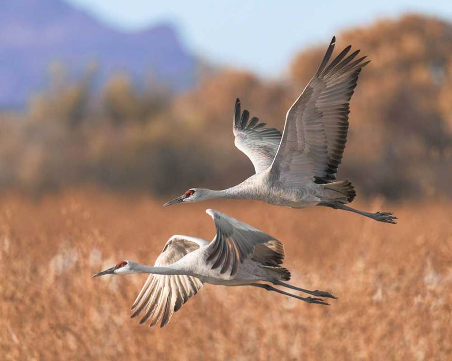 Sandhill Crane Hunting: Every State With a Season