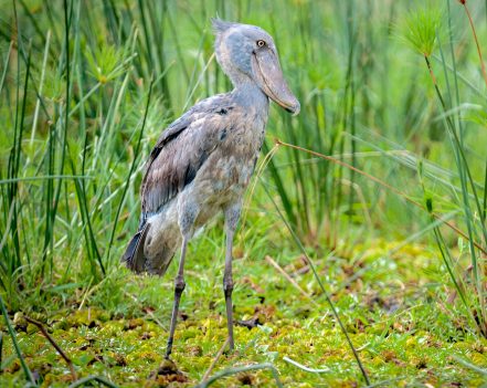 Extraordinary-Looking Birds: 10 Photos of Our Fine Feathered Friends