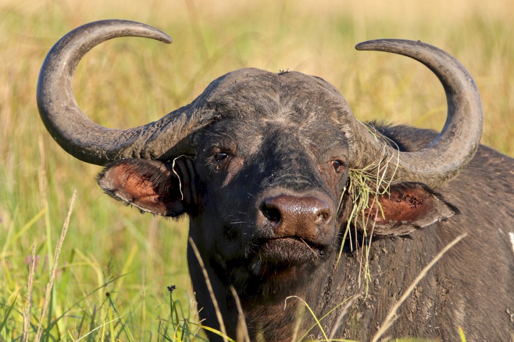 Nilgai Species Profile: Hunting the Blue Bull - Wide Open Spaces