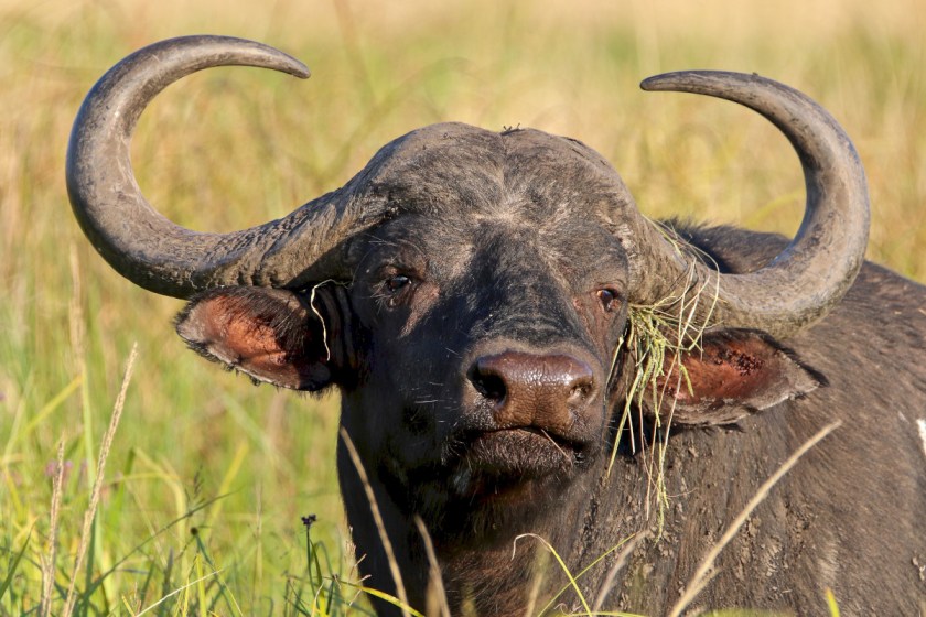 Nilgai Species Profile: Hunting the Blue Bull - Wide Open Spaces