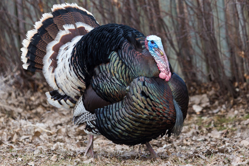 The 5 North American Turkey Subspecies Share Some Subtle Differences