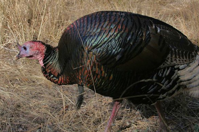 The 5 North American Turkey Subspecies Share Some Subtle Differences