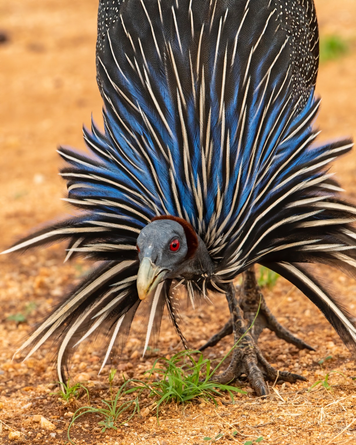 Extraordinary-Looking Birds: 10 Photos of Our Fine Feathered Friends