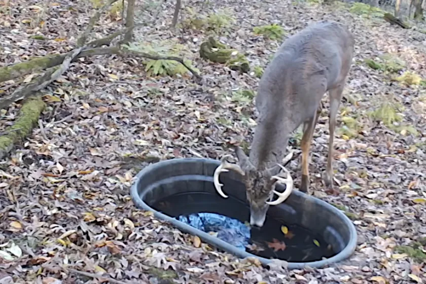How Creating a Waterhole for Deer Can Be an Instant Game Changer
