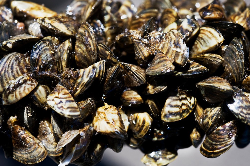 What Zebra Mussels Are and How Anglers Can Help with the Problem