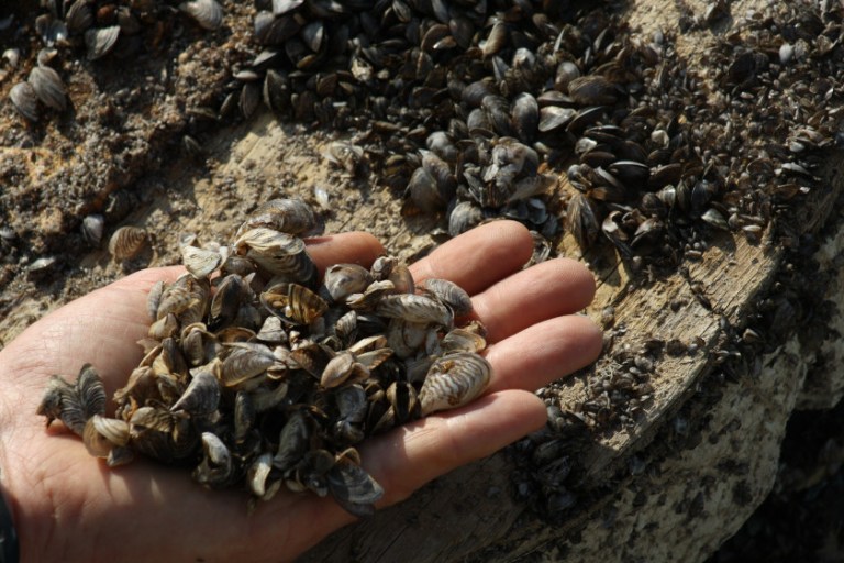 What Zebra Mussels Are and How Anglers Can Help with the Problem