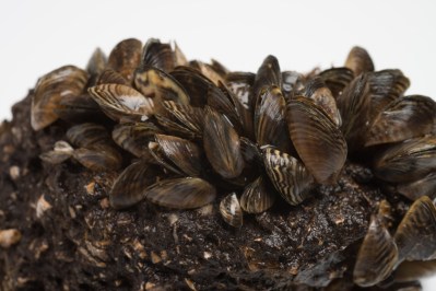 What Zebra Mussels Are and How Anglers Can Help with the Problem