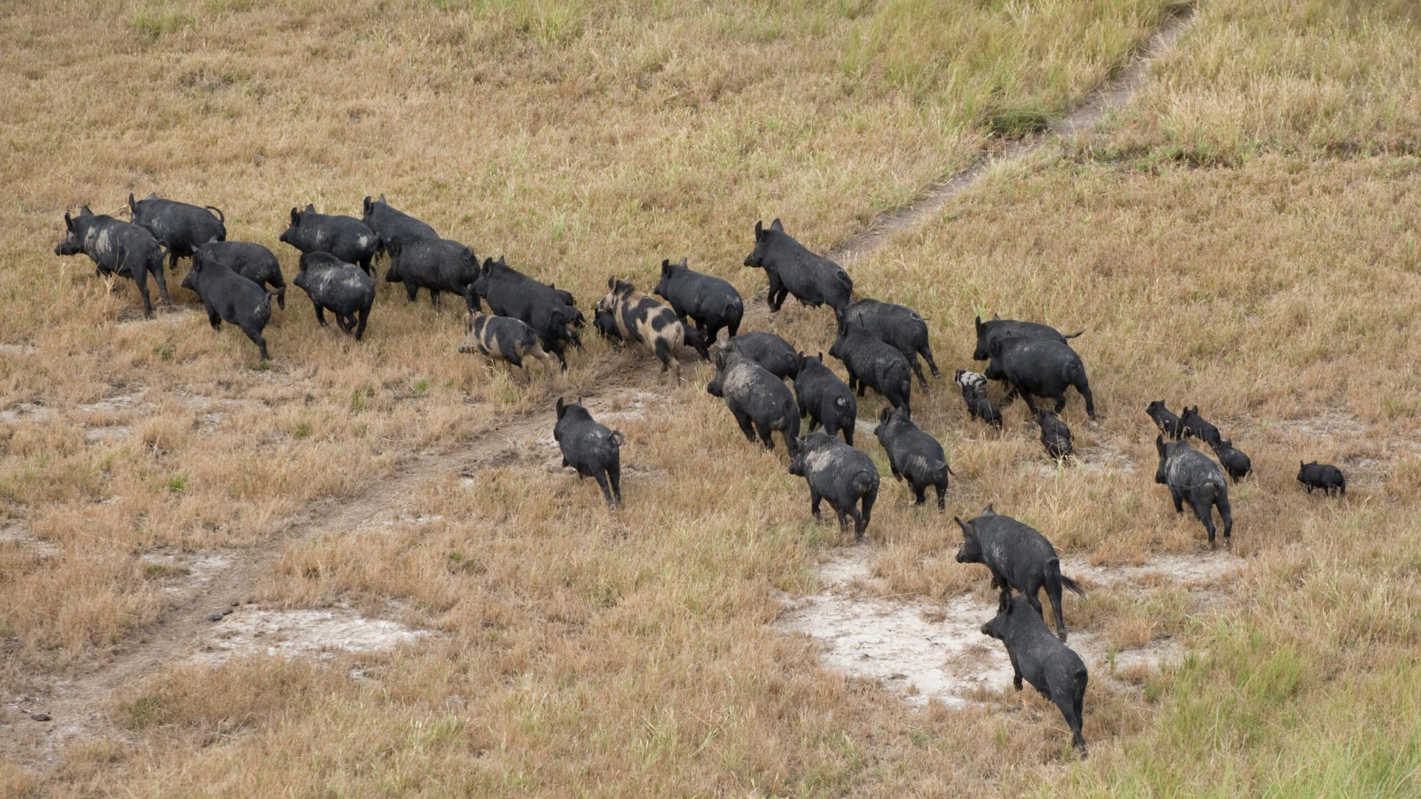 Texas War On Feral Hogs Is Only Getting Worse