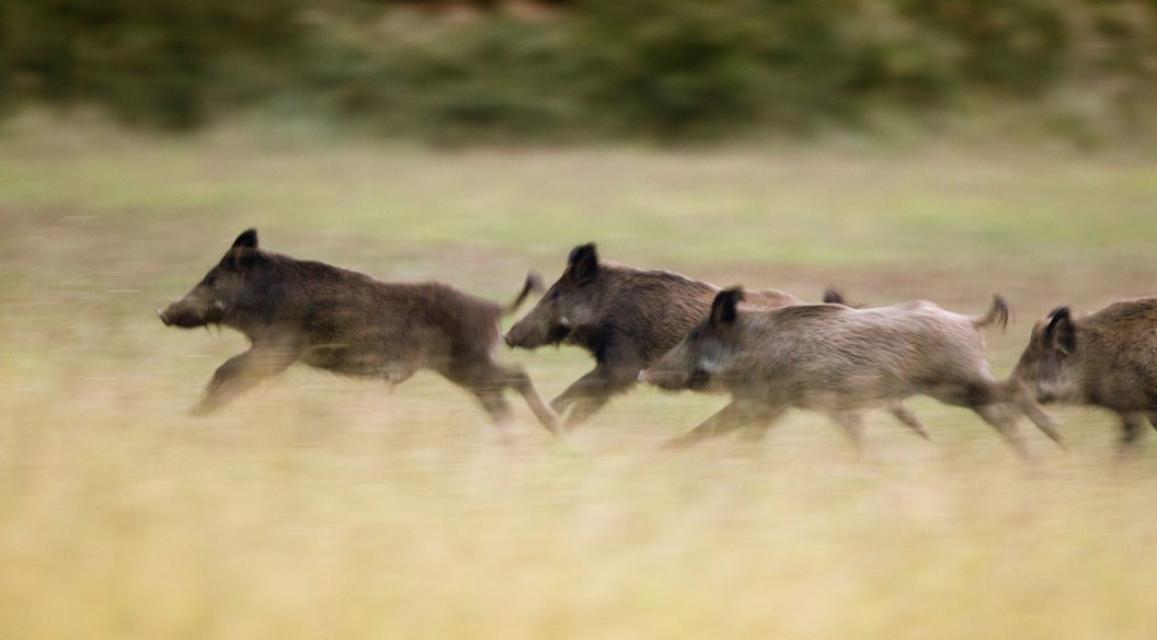 Texas War On Feral Hogs Is Only Getting Worse