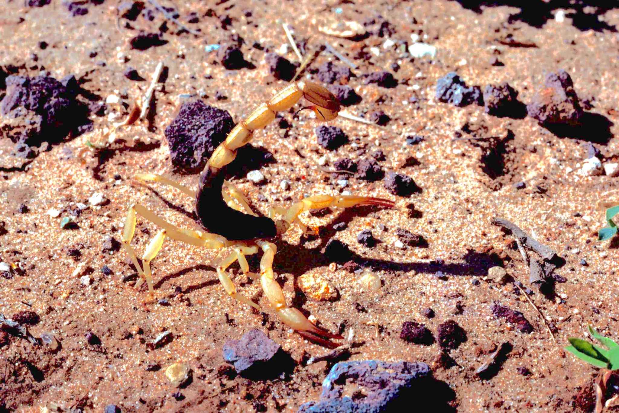 Most Dangerous Animals in the Southwest U.S.