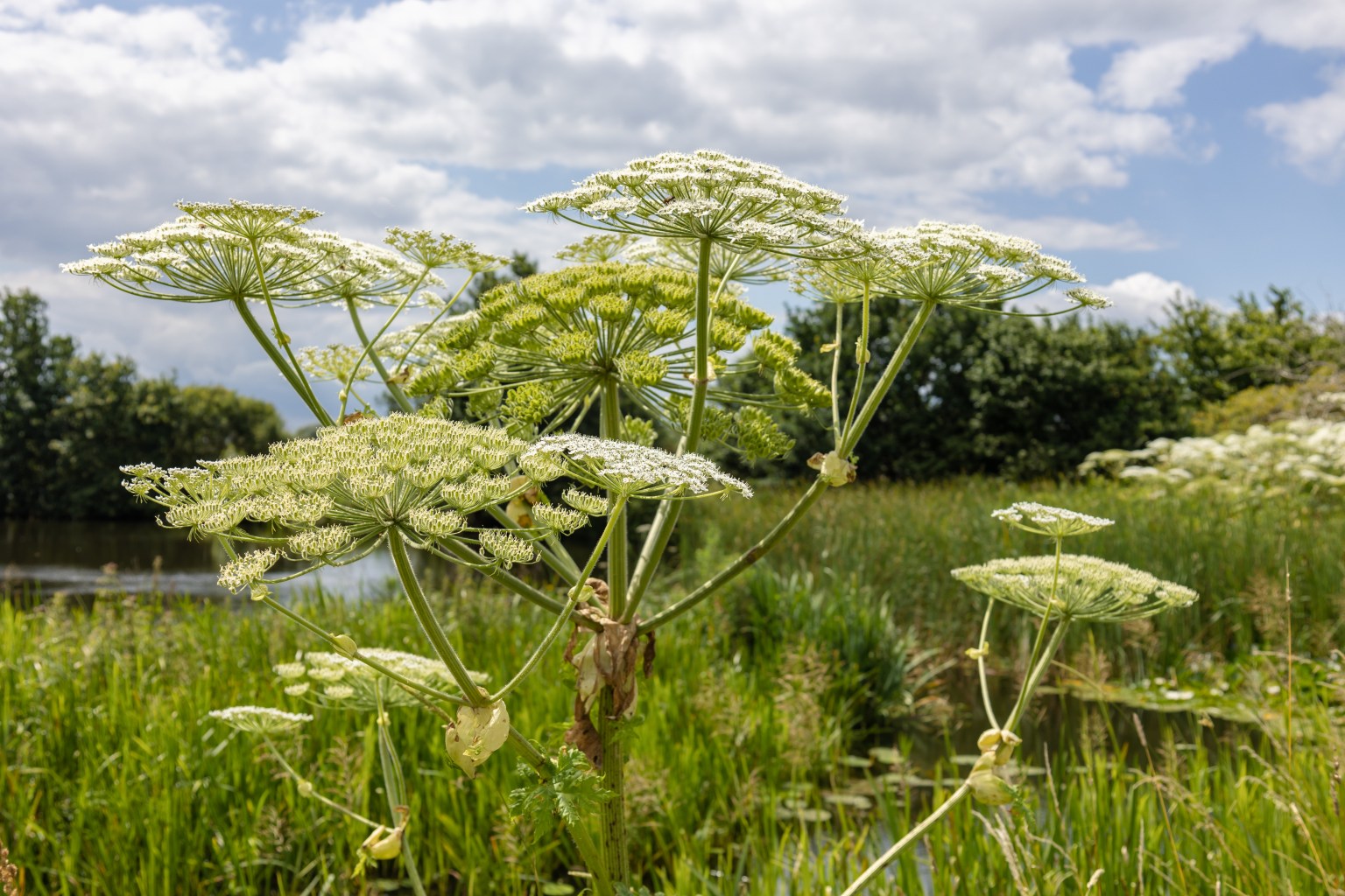Giant Hogweed: How to Identify and Avoid the Invasive Plant