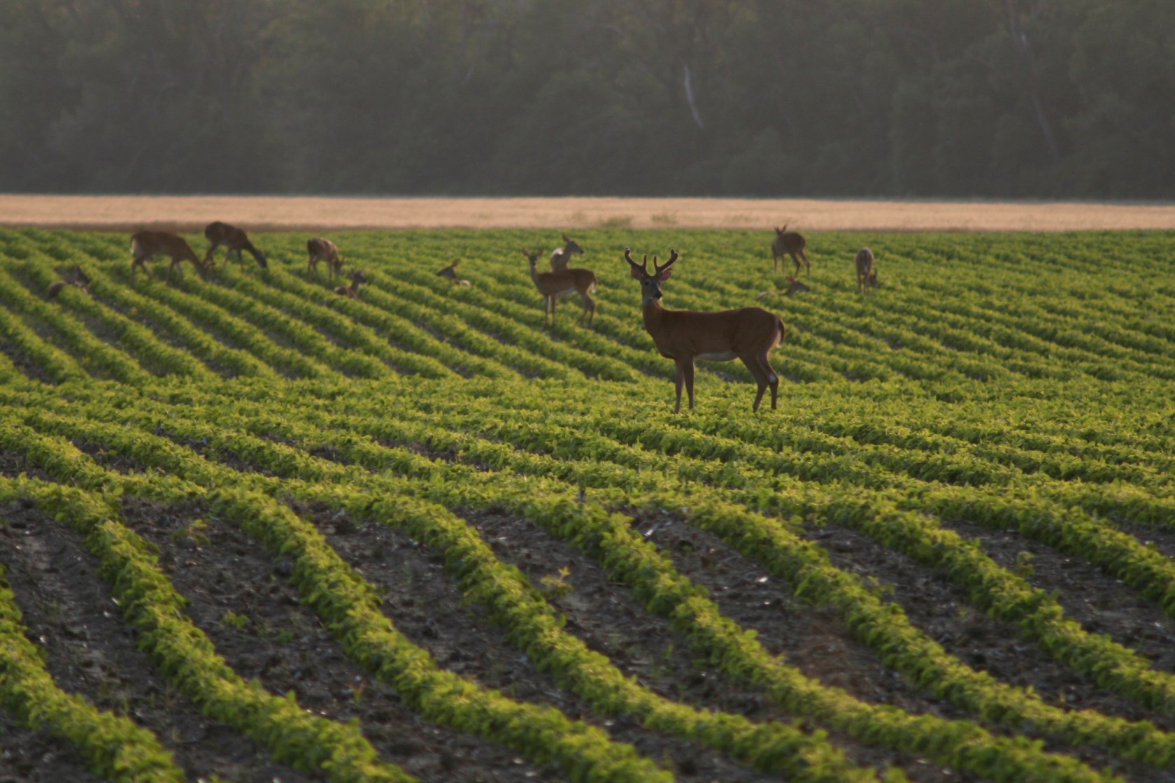 When to Plant Food Plots for Deer on Your Hunting Property