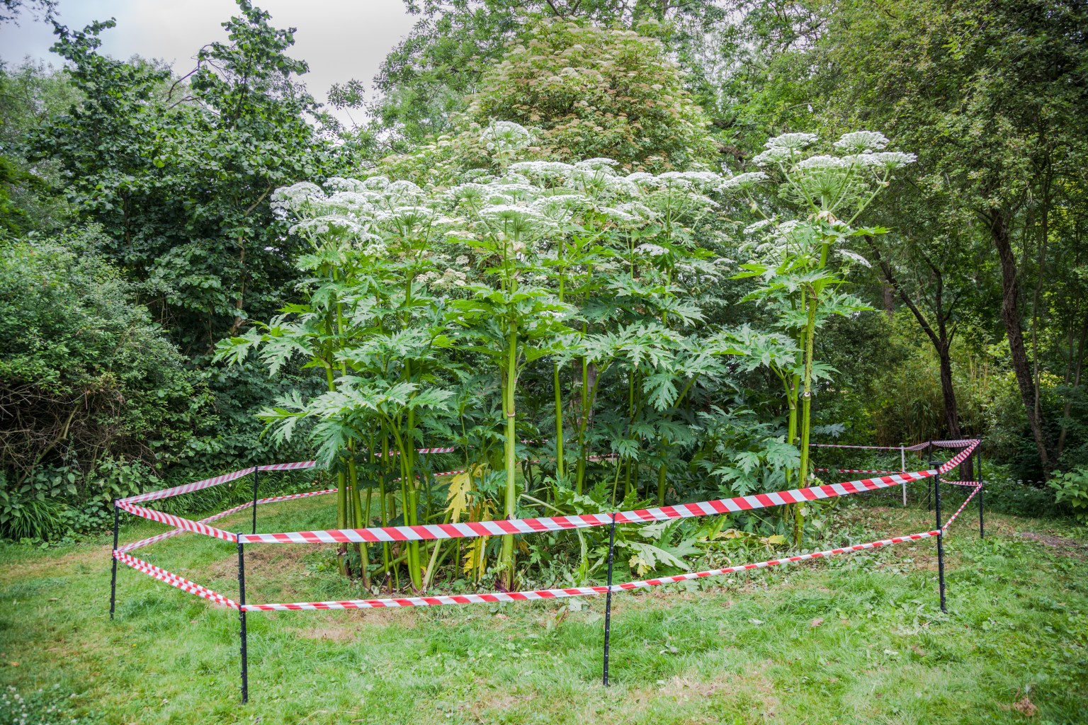 Giant Hogweed: How to Identify and Avoid the Invasive Plant