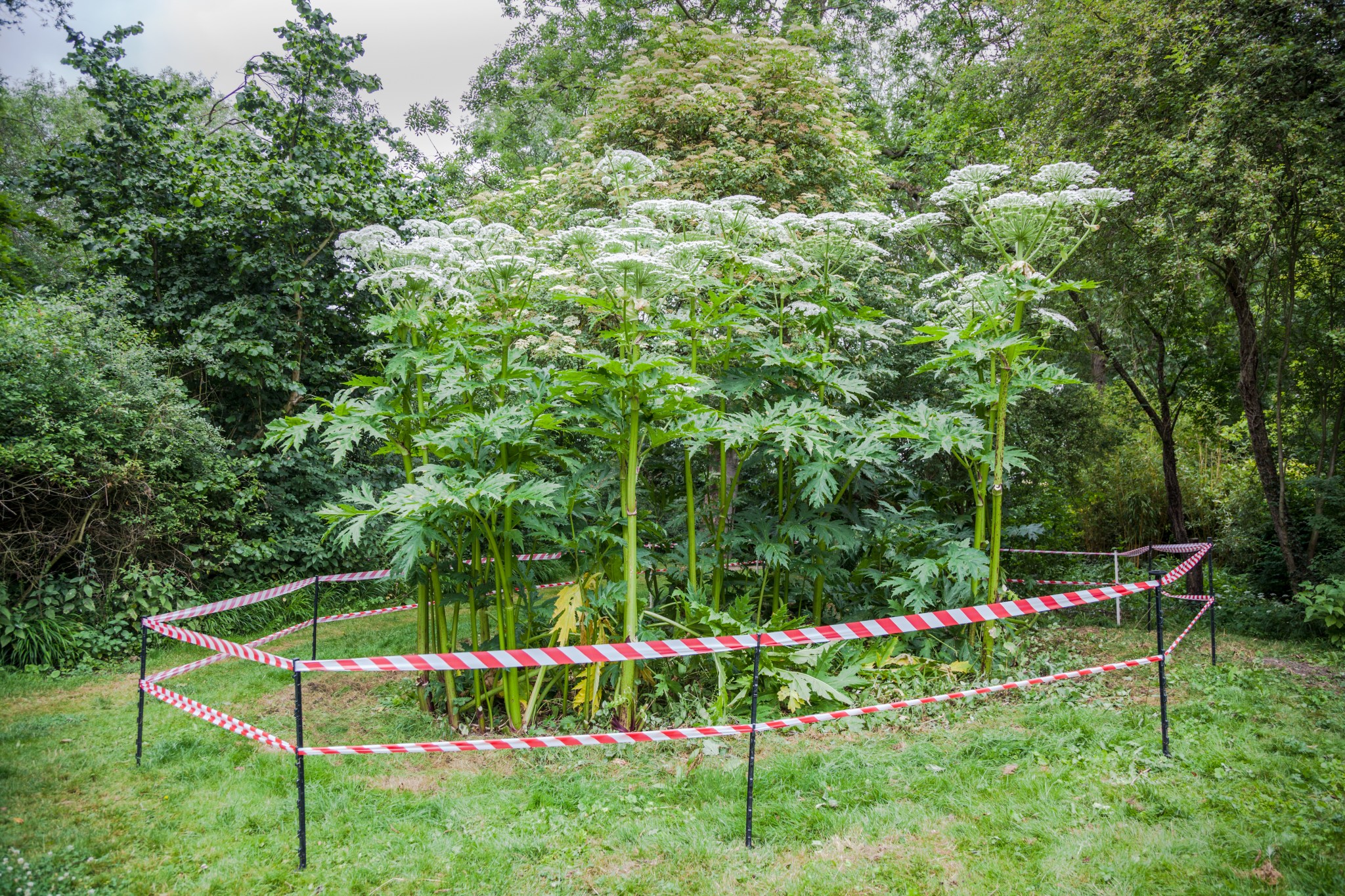 Giant Hogweed: How to Identify and Avoid the Invasive Plant