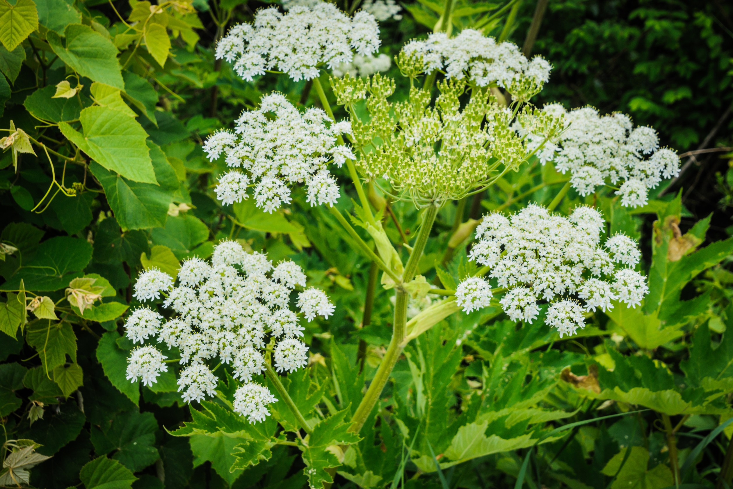 Giant Hogweed: How to Identify and Avoid the Invasive Plant
