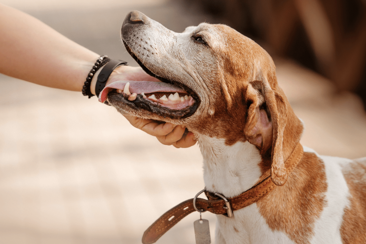Our 6 Favorite Collars For Every Kind of Dog - Wide Open Spaces