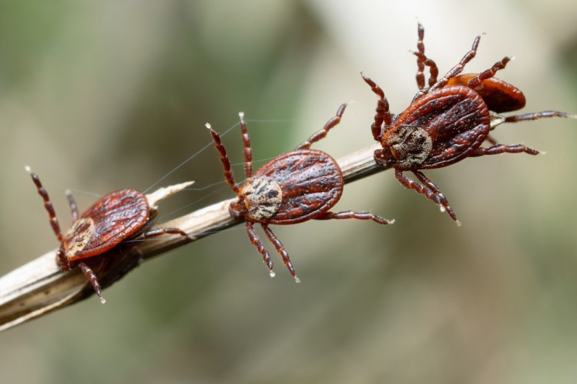 8 Popular Tick Myths Busted By an Expert on the Subject