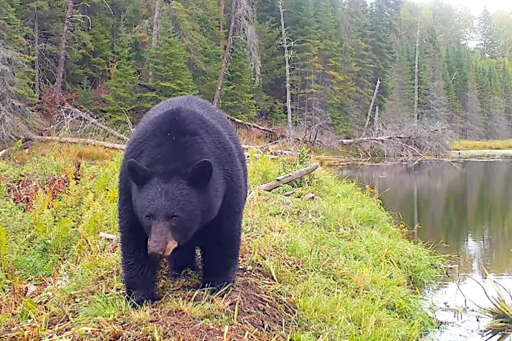 Curious Black Bear Pulls Down Research Trail Camera Placed on Beaver Dam