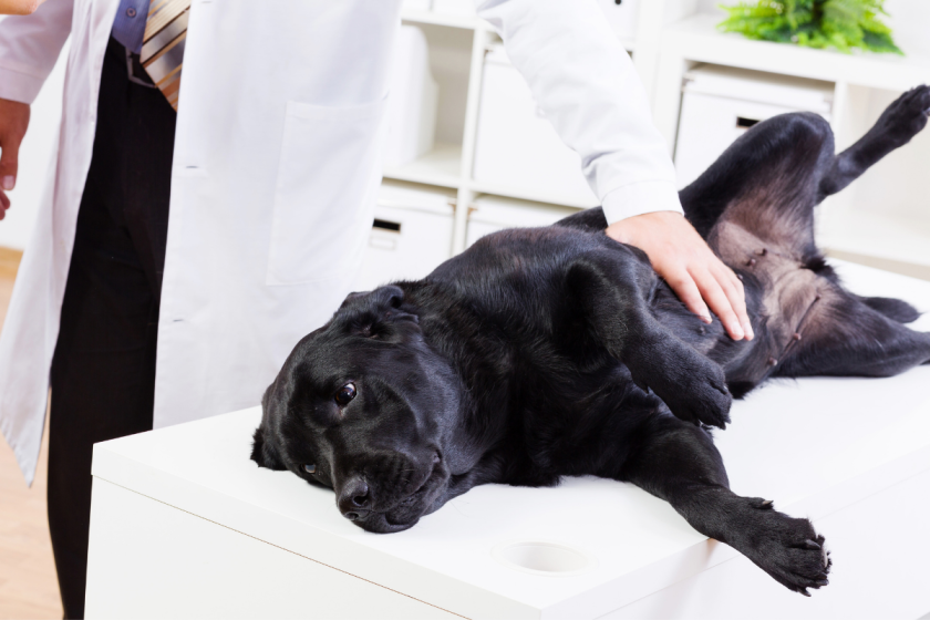 Bloat in Dogs: Prevention, Symptoms, and Treatment of GDV