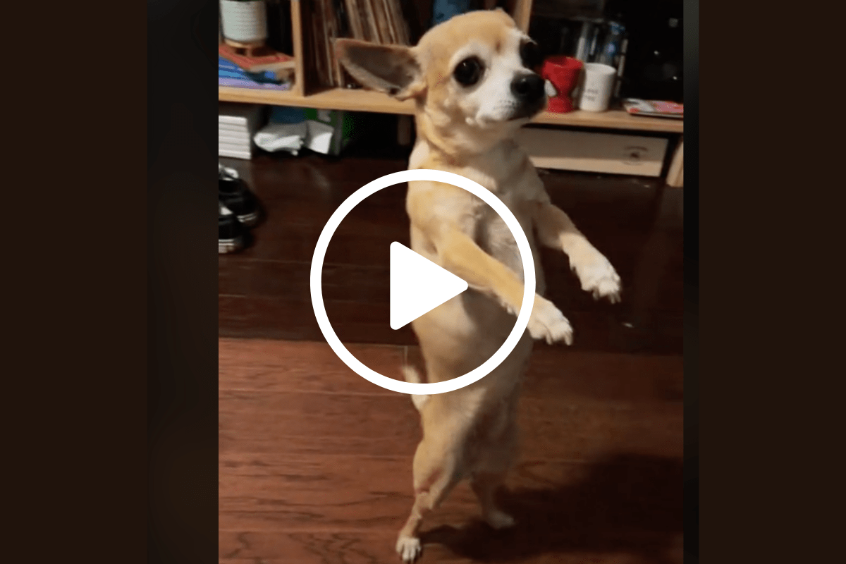 Watch This Tiny Chihuahua Dance Like a Pro on TikTok