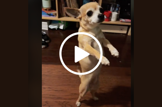 Watch This Tiny Chihuahua Dance Like a Pro on TikTok