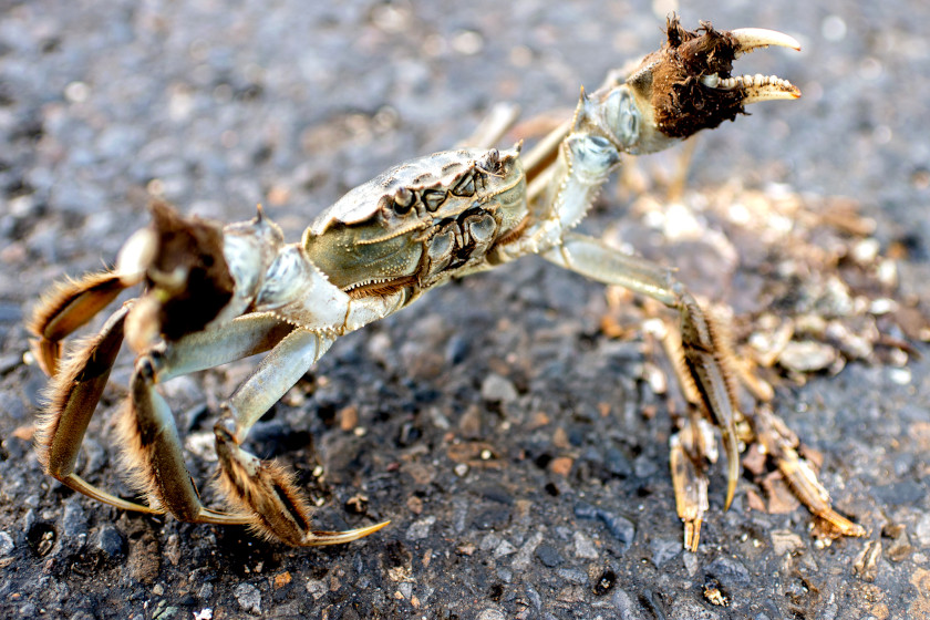 New England's New Nuisance: Invasive Chinese Mitten Crabs