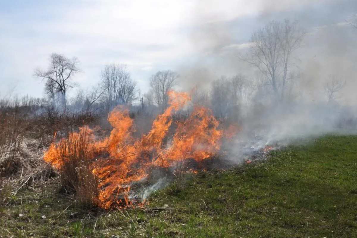 Controlled Burn for Deer: Naturally Improving Deer Forage