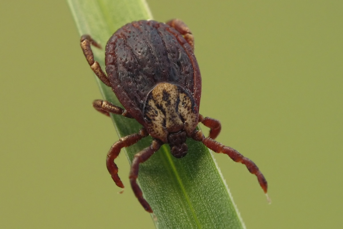 Organic Tick Control Methods for Your Hunting Property
