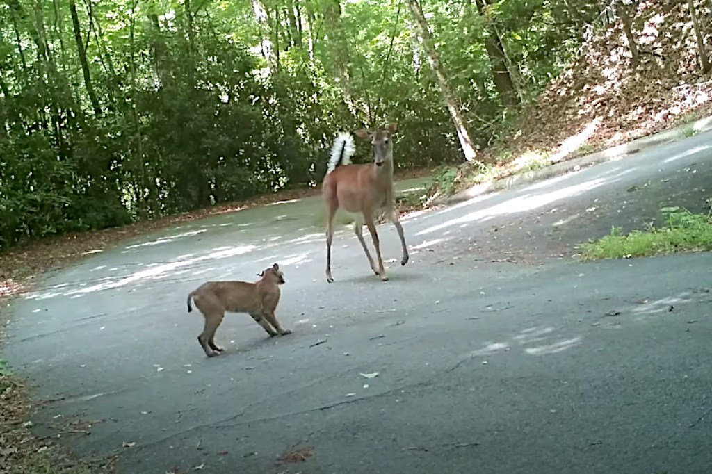 Bobcat Gets Frightened Off By Brave Whitetail Deer
