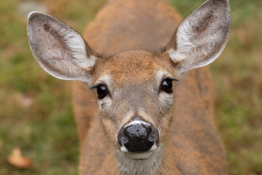 Deer Vision: How They See the World According to Science