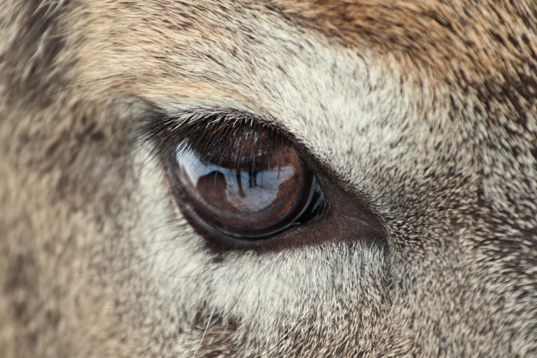 Deer Vision: How They See the World According to Science