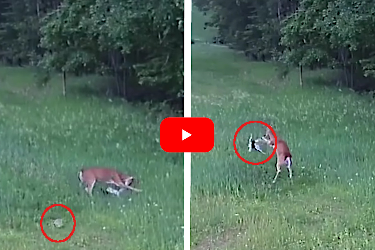 Bobcat Gets Frightened Off By Brave Whitetail Deer